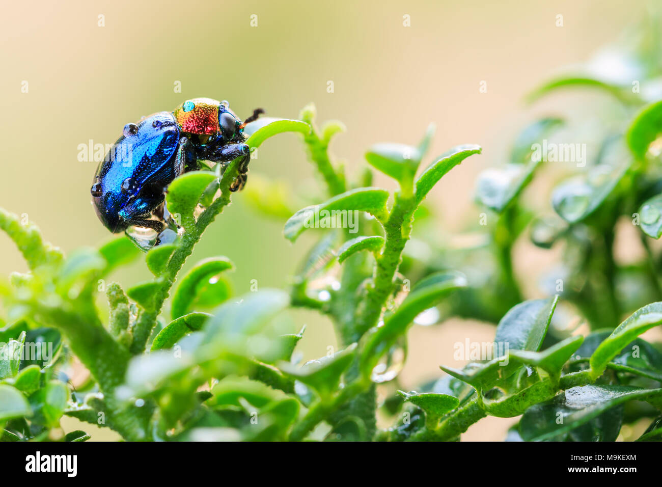Water drop on beetle hi-res stock photography and images - Alamy