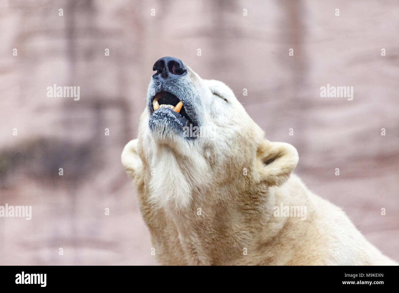 a head portrait of an ice bear Stock Photo - Alamy