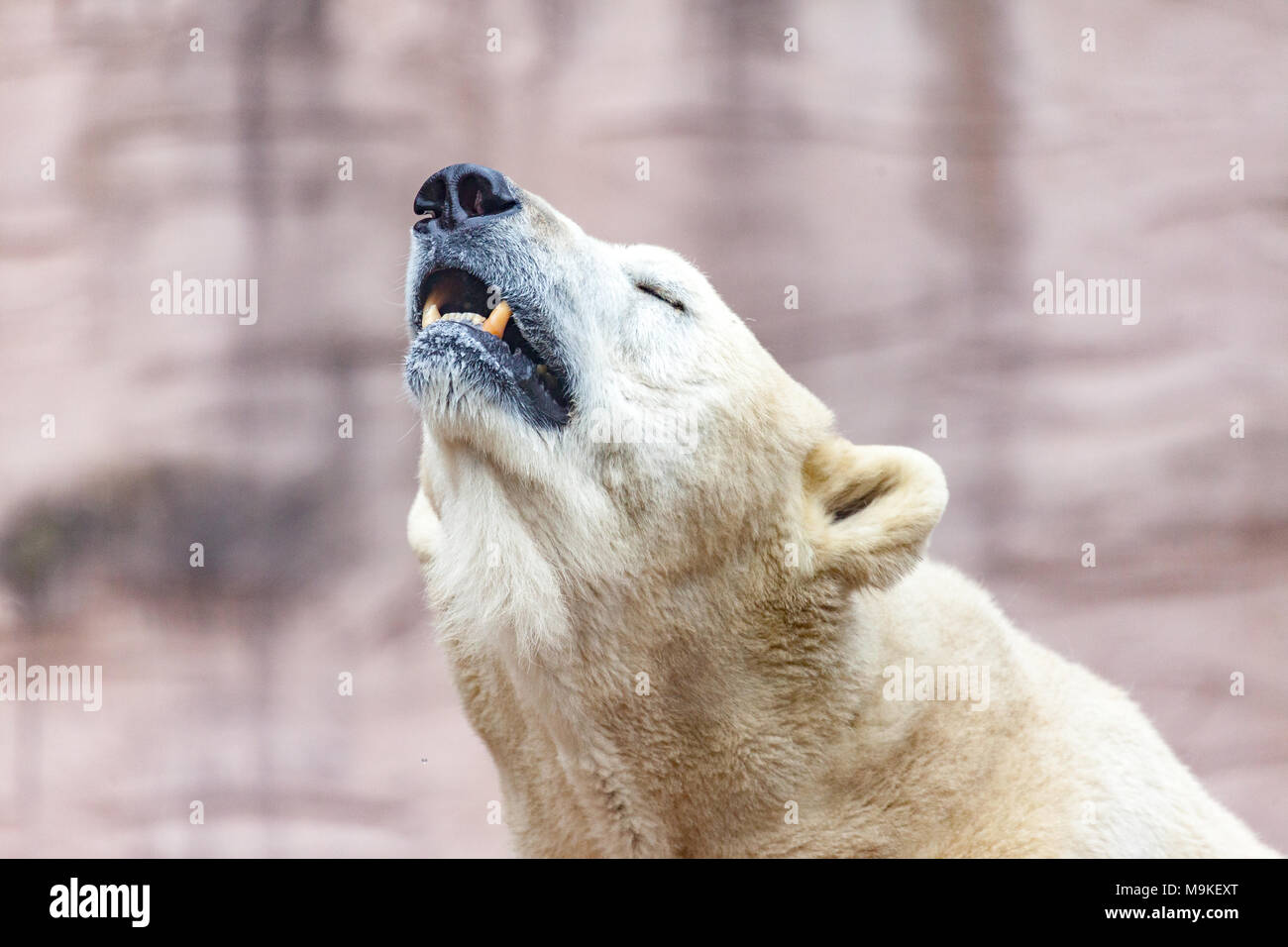 Ice bear hi-res stock photography and images - Alamy