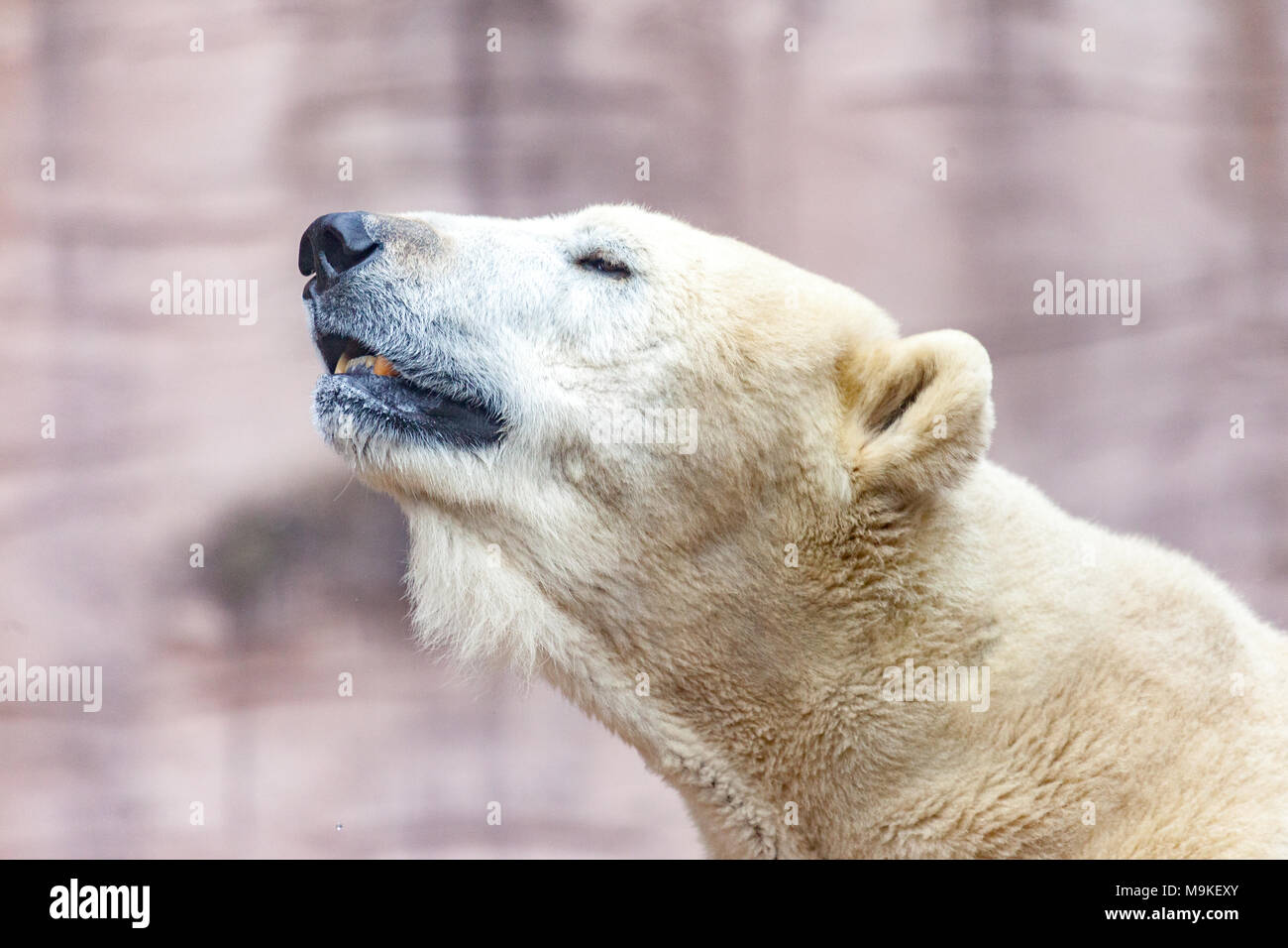 a head portrait of an ice bear Stock Photo - Alamy