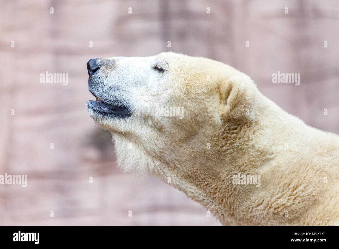 Icebear swimming hi-res stock photography and images - Alamy