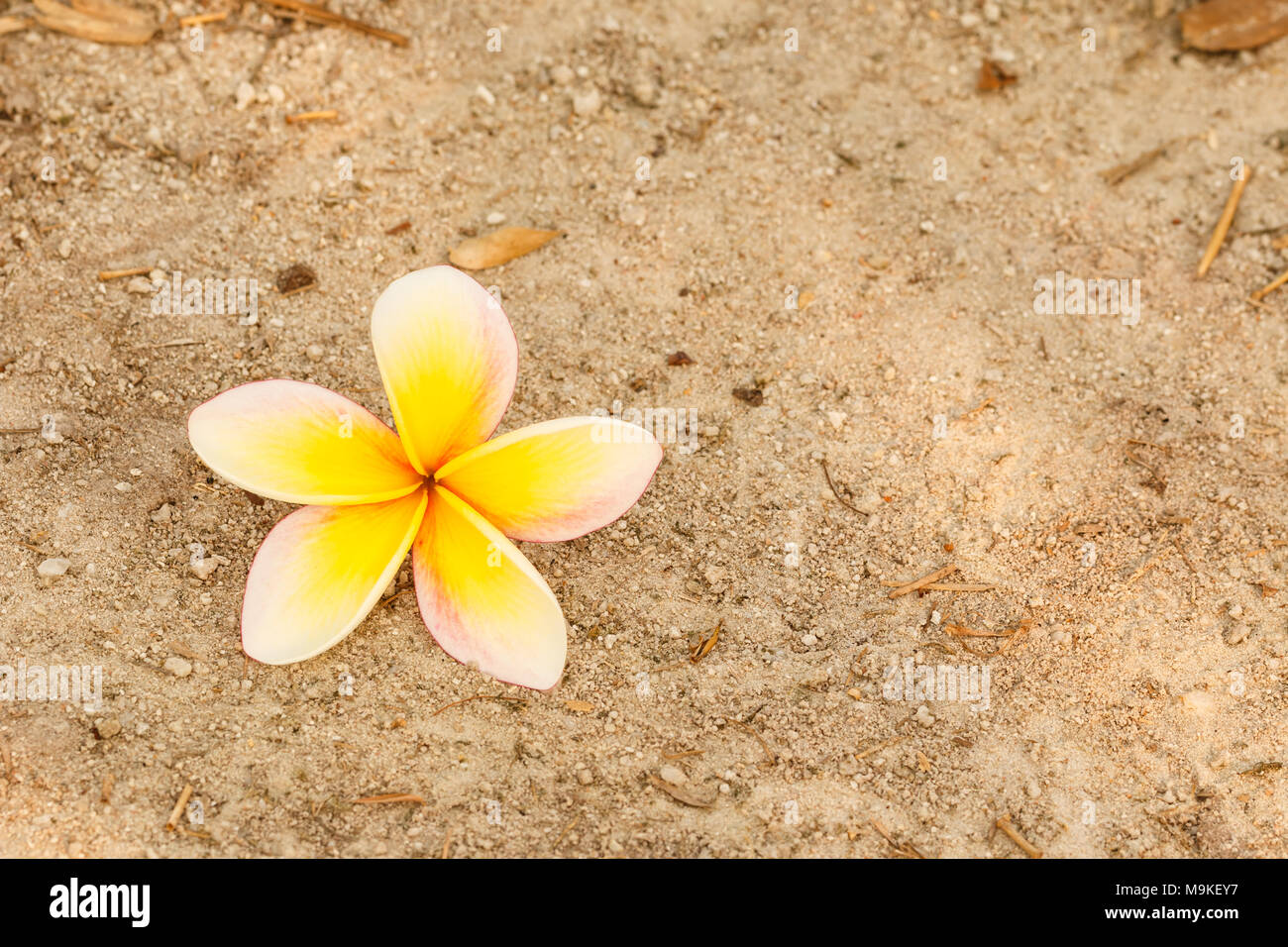 plumeria fall on the ground Stock Photo - Alamy