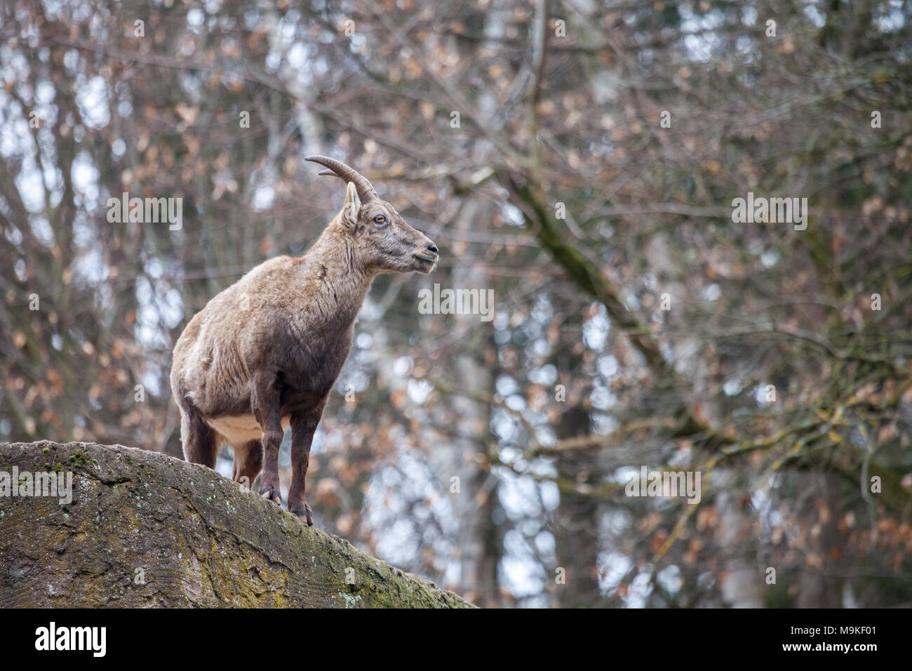 An old male steinbock hi-res stock photography and images - Alamy