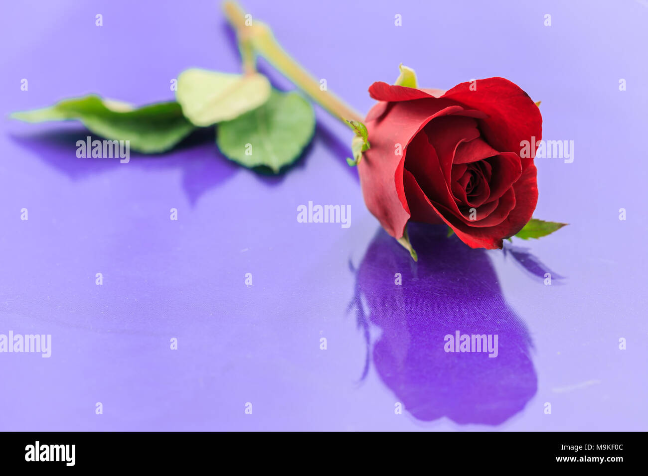 red rose with shadow horizontally Stock Photo - Alamy