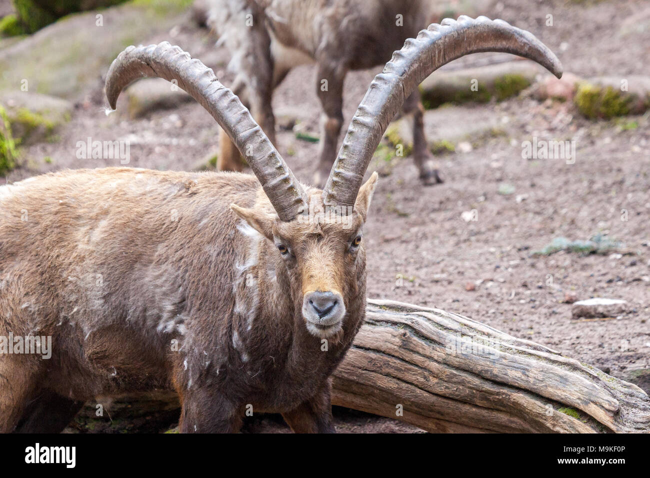 Capricorn ibex hi-res stock photography and images - Alamy