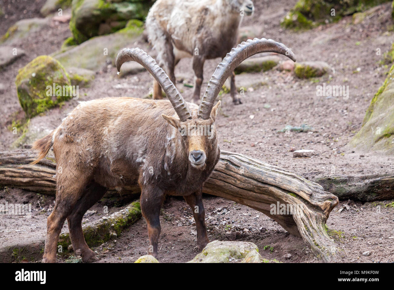 an brown ibex in a stone park Stock Photo - Alamy