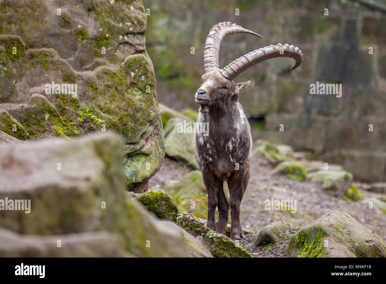 an brown ibex in a stone park Stock Photo - Alamy