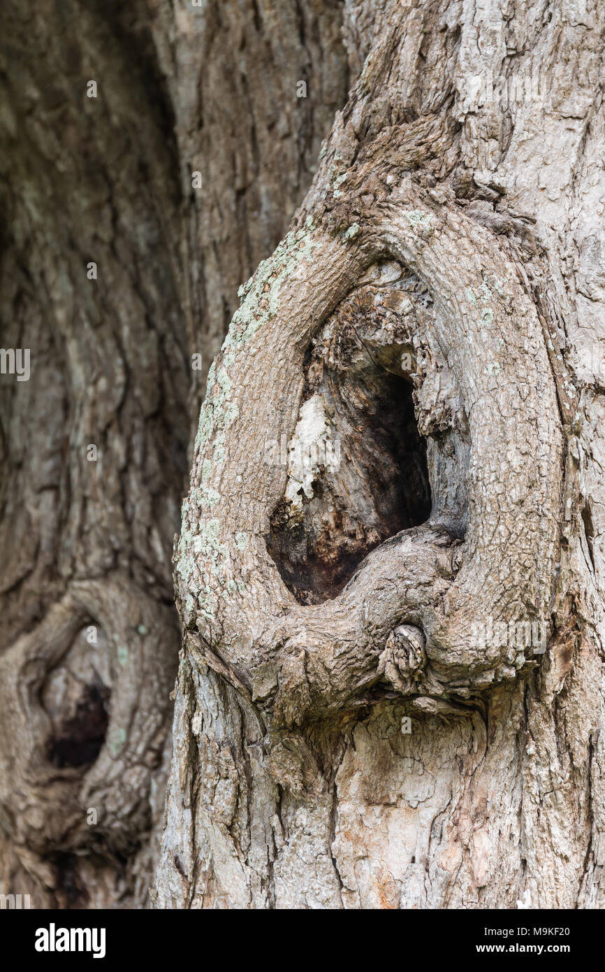 Scar scarred tree trunk hi-res stock photography and images - Alamy
