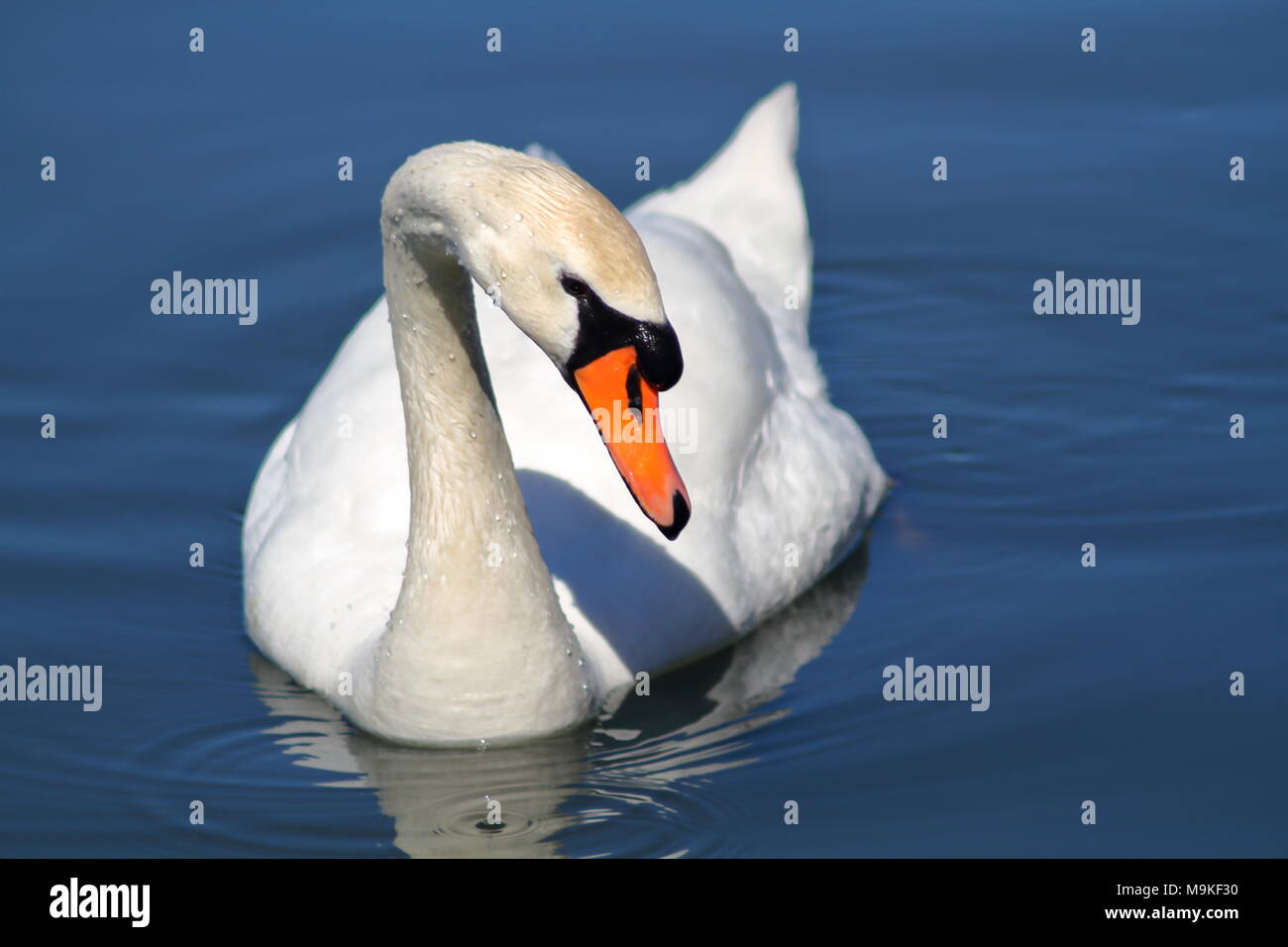 Floating swan hi-res stock photography and images - Alamy