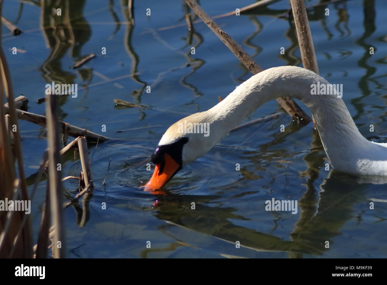 Mute swan invasive species hi-res stock photography and images - Alamy
