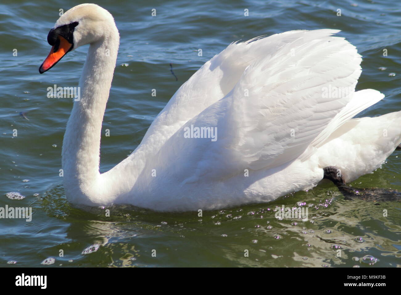 English swan hi-res stock photography and images - Alamy