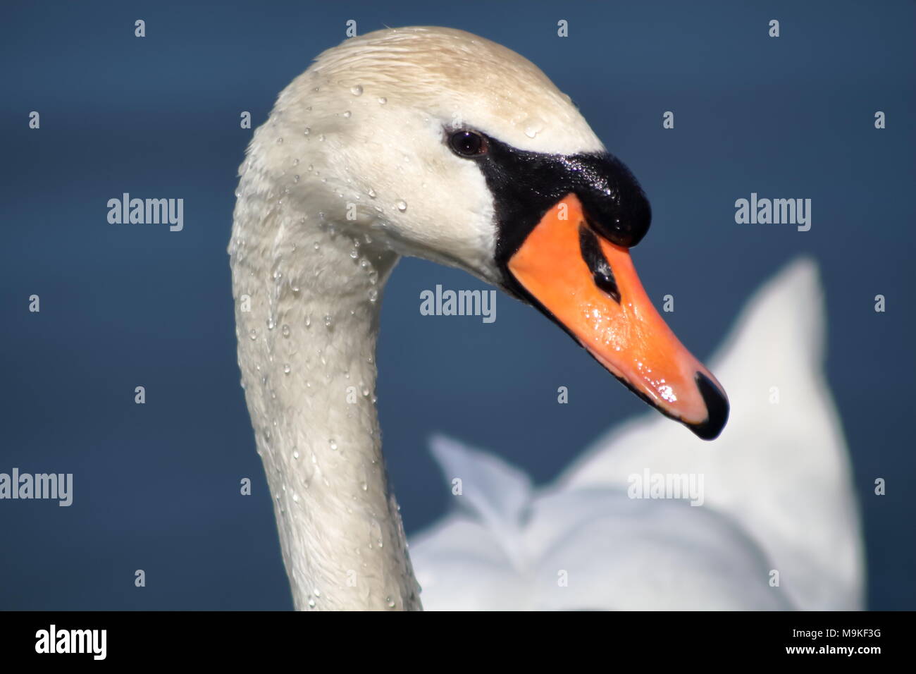 Head beak great white hi-res stock photography and images - Alamy