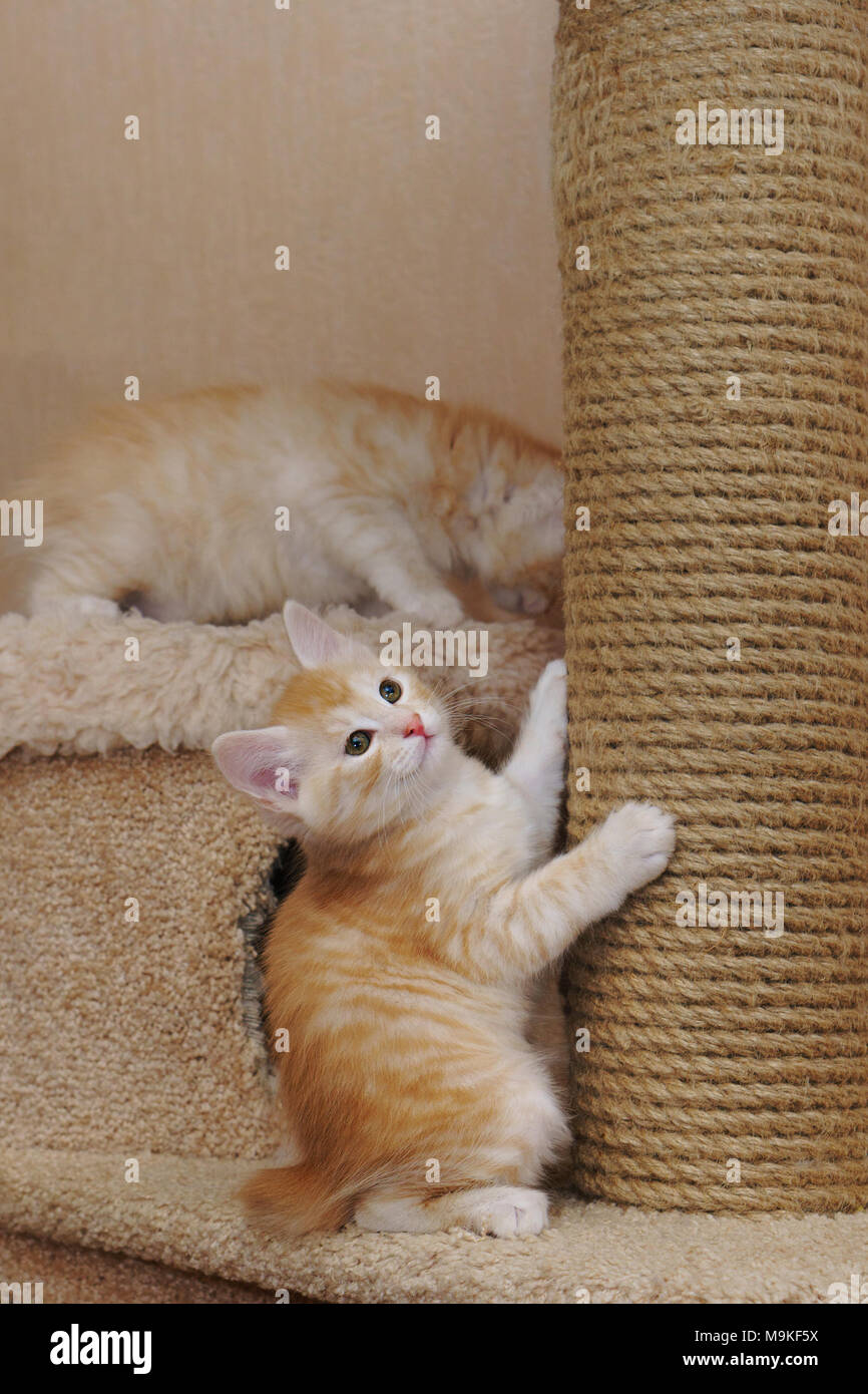 Two sweet red cat sharpening claws. Long-haired breed of cats. Home ...