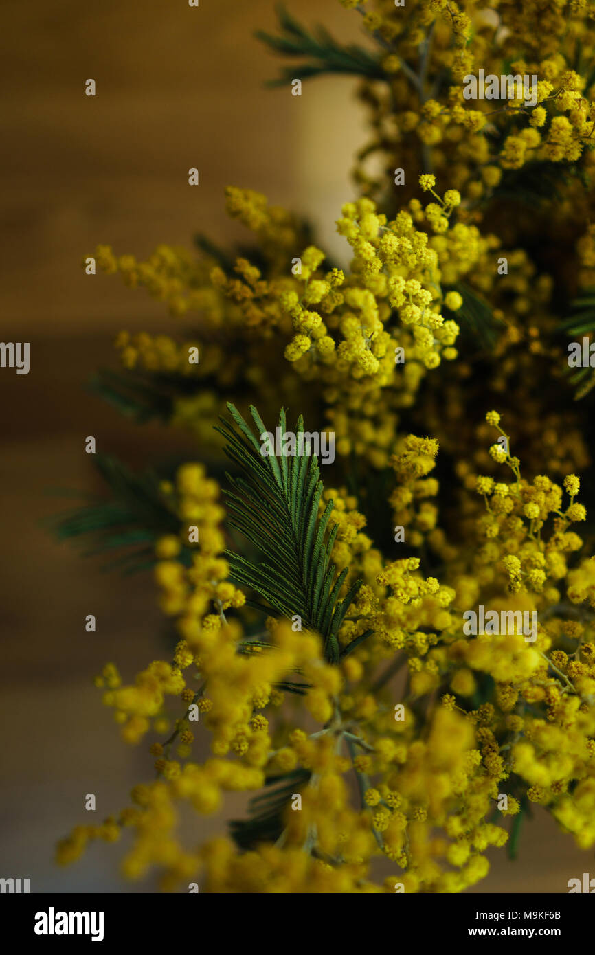 Inflorescence of yellow mimosa close-up. A bouquet of mimosa. Floral ...