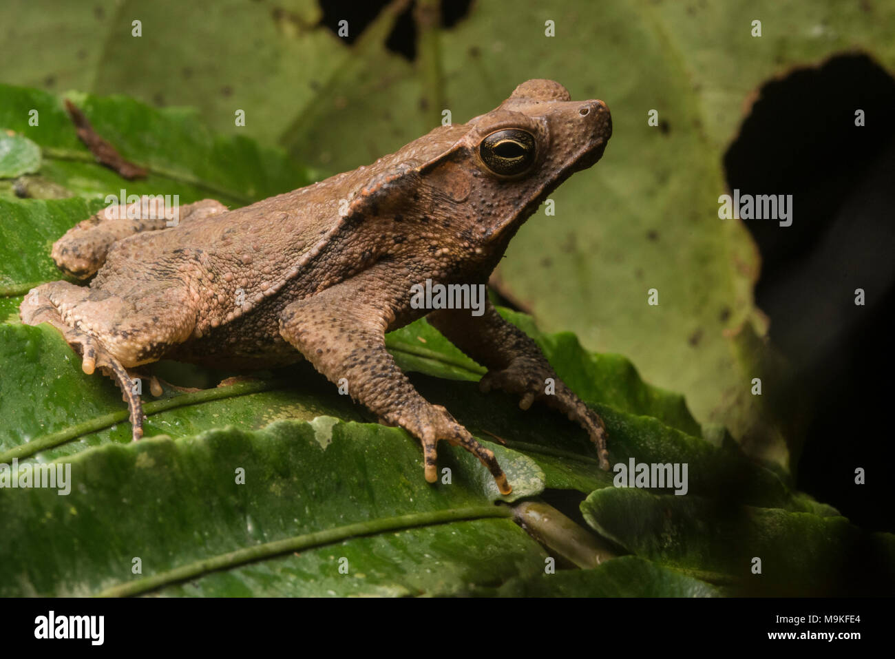 Species of ferns hi-res stock photography and images - Alamy