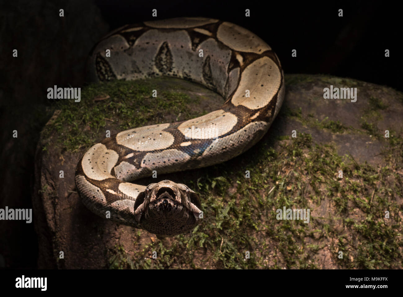 Huge Boa Constrictors