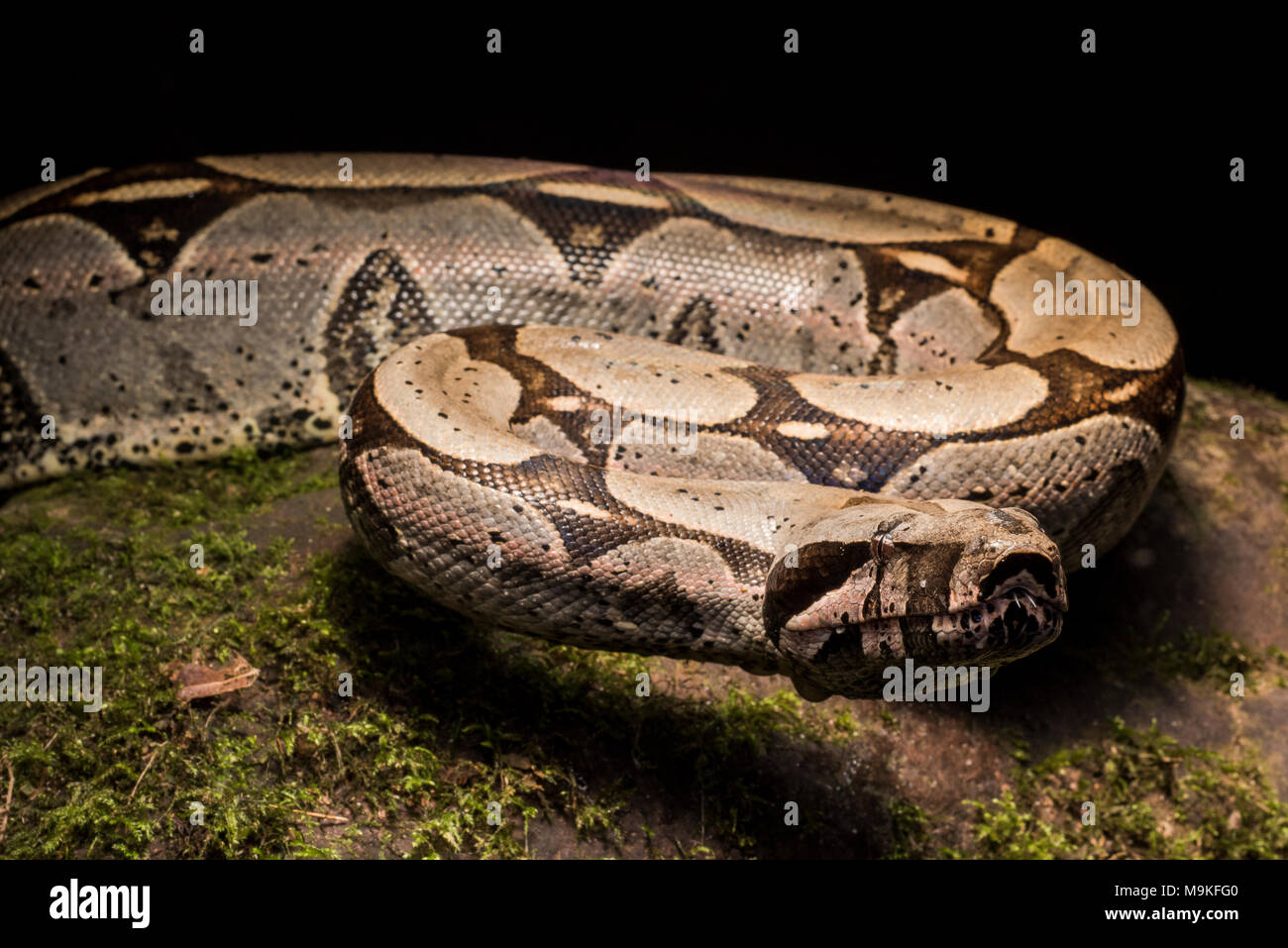Huge Boa Constrictors