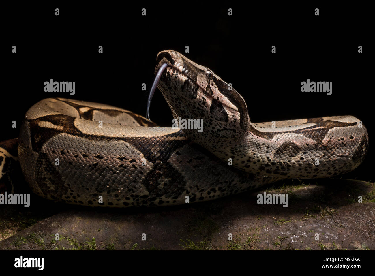 Snakes of peru hi-res stock photography and images - Alamy