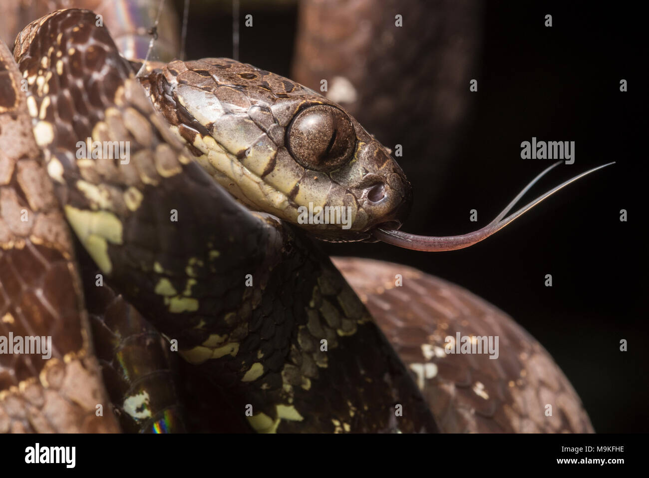 Purple Snake Dipsas Indica