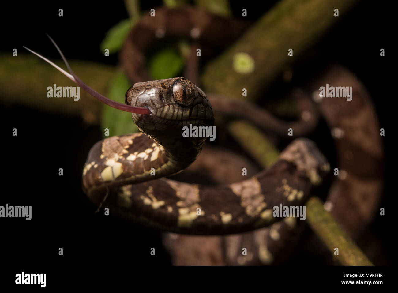 Neotropical snail eater hi-res stock photography and images - Alamy