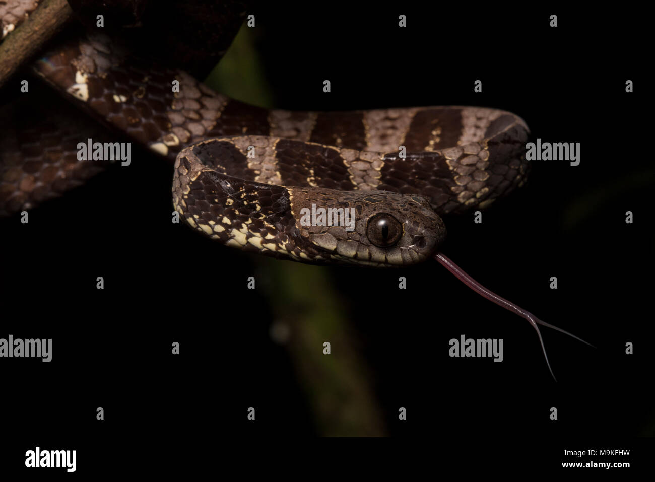 A Neotropical snail eating snake (Dipsas indica) from the jungles of ...