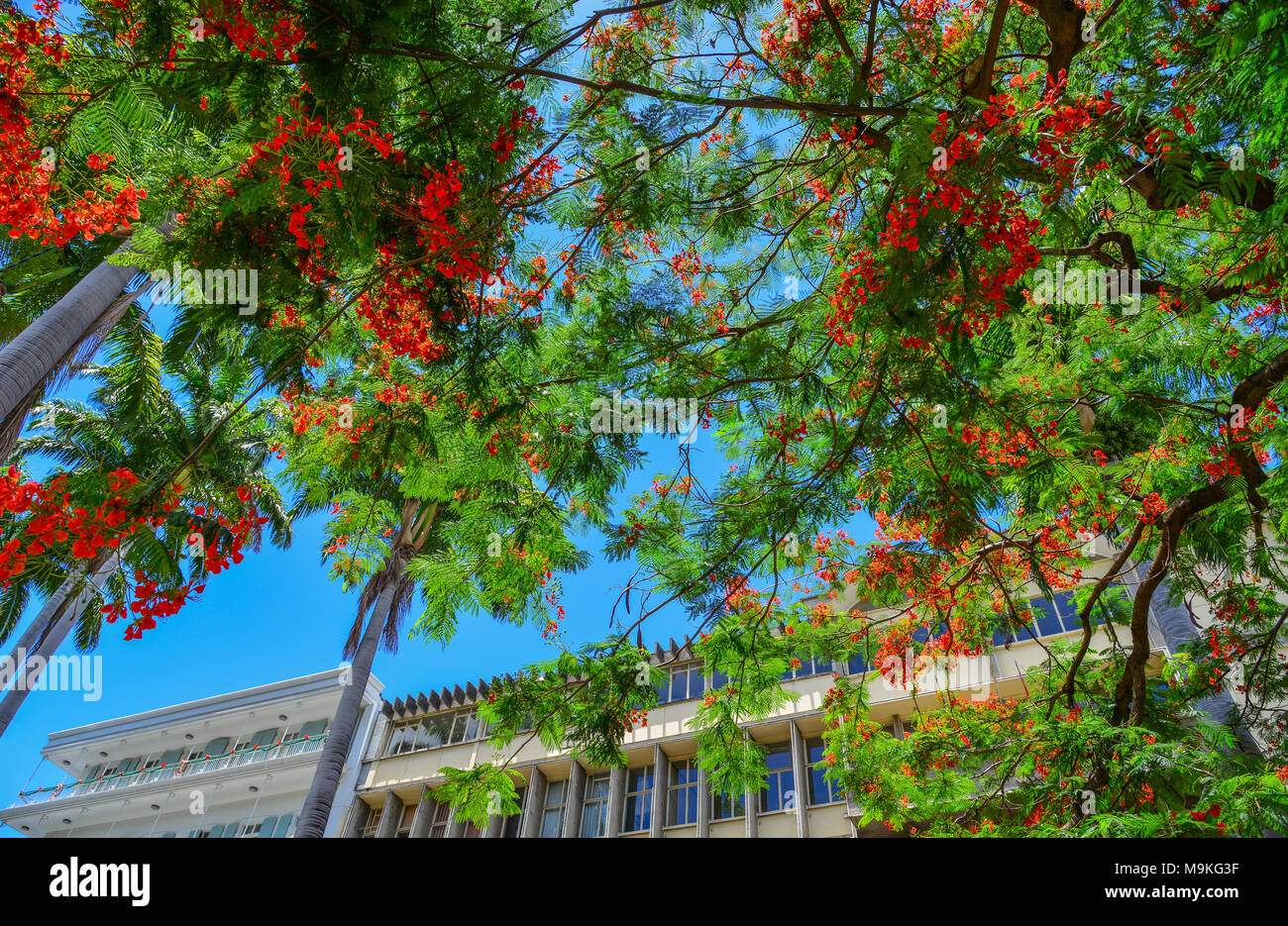 Caribbean flame tree red flowers hi-res stock photography and images ...