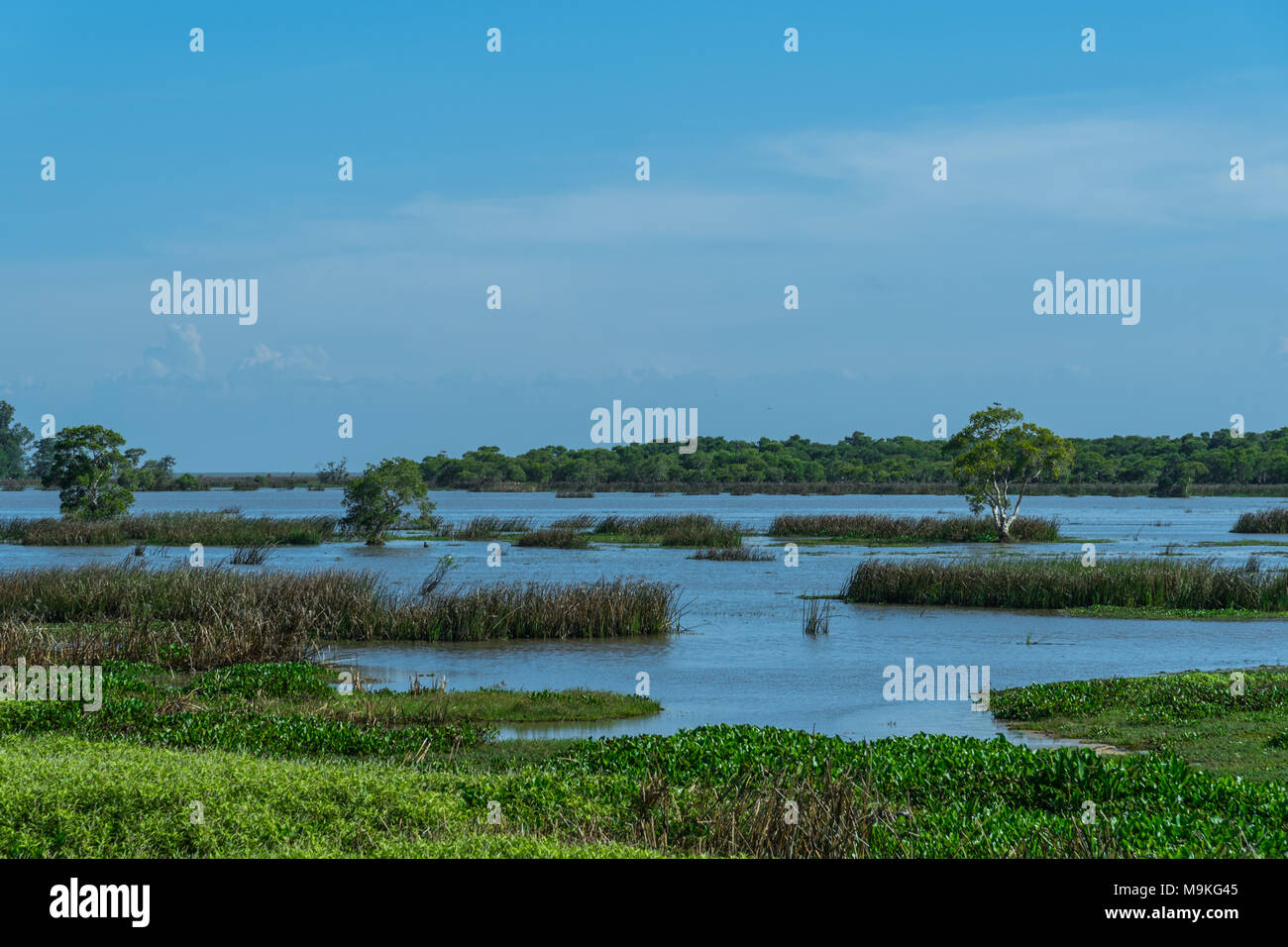 Swamp scene hi-res stock photography and images - Alamy
