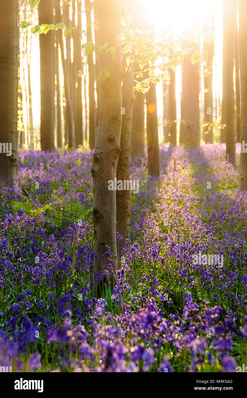 The rising sun illumingating a flowerbed of bluebells in the Hallerbos ...