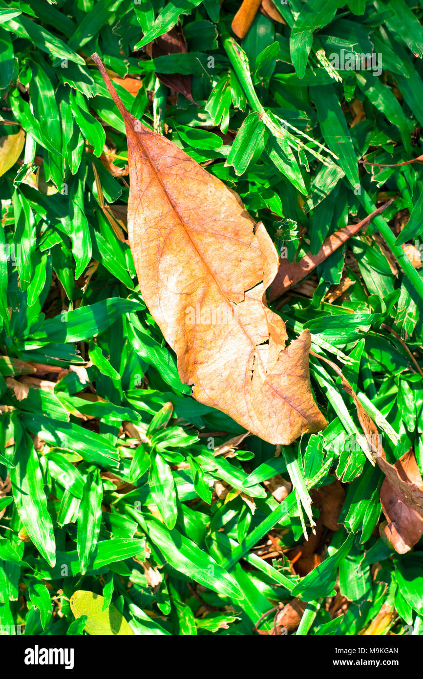 Girl from black forest hi-res stock photography and images - Alamy