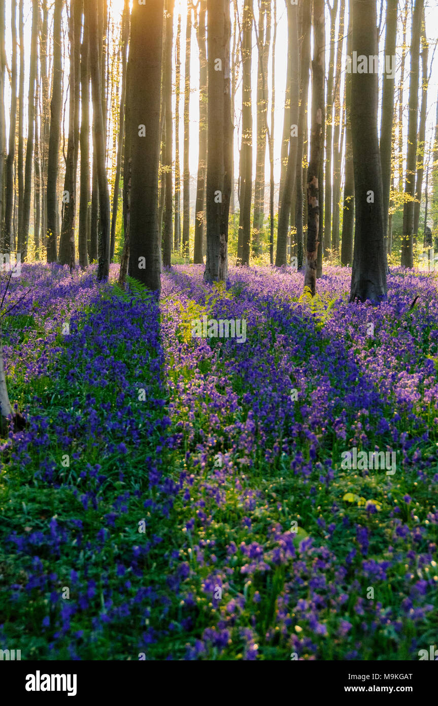 The rising sun illumingating a flowerbed of bluebells in the Hallerbos ...