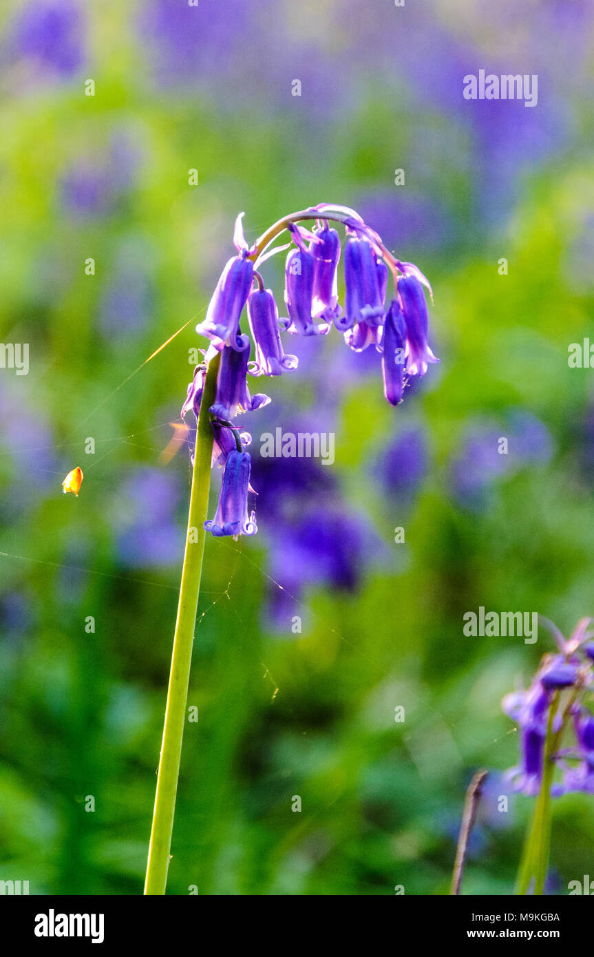 Close-up of a bluebell in the Hallerbos, on an early spring morning ...