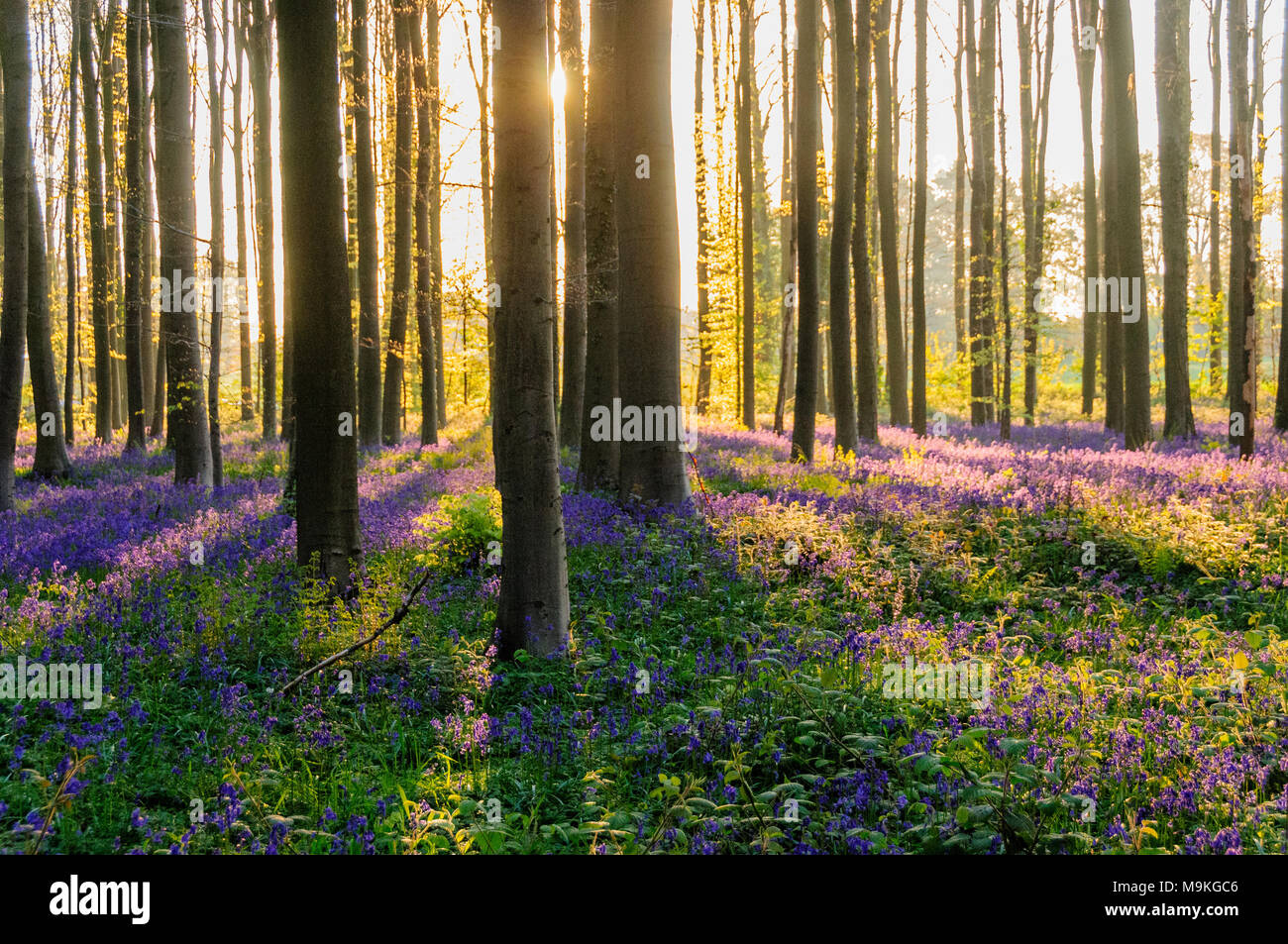 The rising sun illumingating a flowerbed of bluebells in the Hallerbos ...