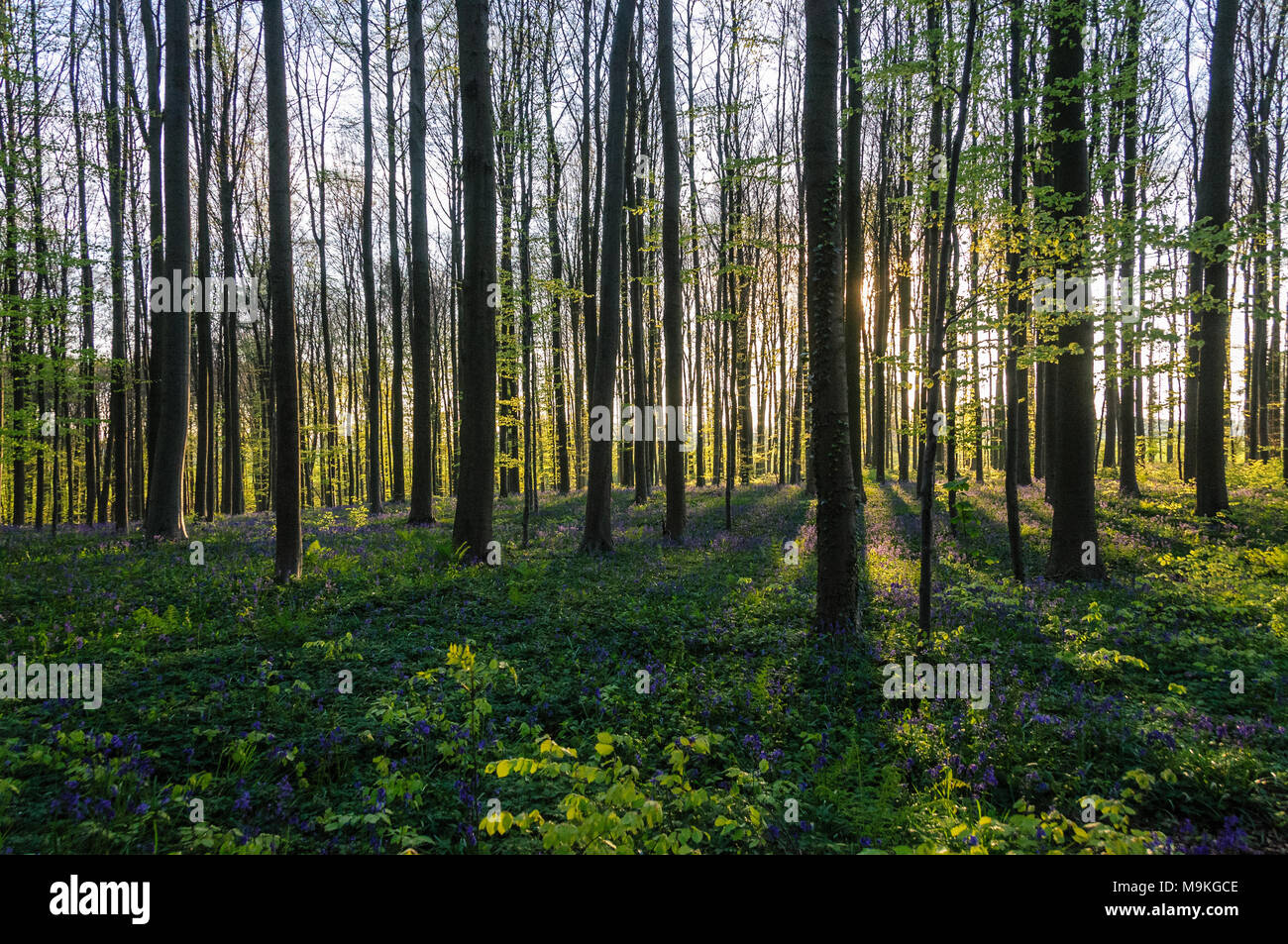 The rising sun illumingating a flowerbed of bluebells in the Hallerbos ...