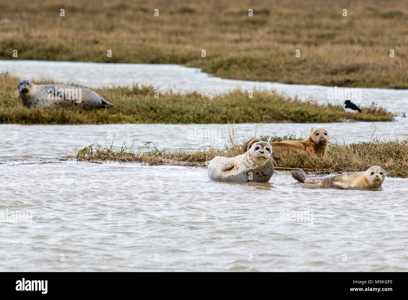 England, Sandwich. Seals basking on marshes at River Stour estuary ...