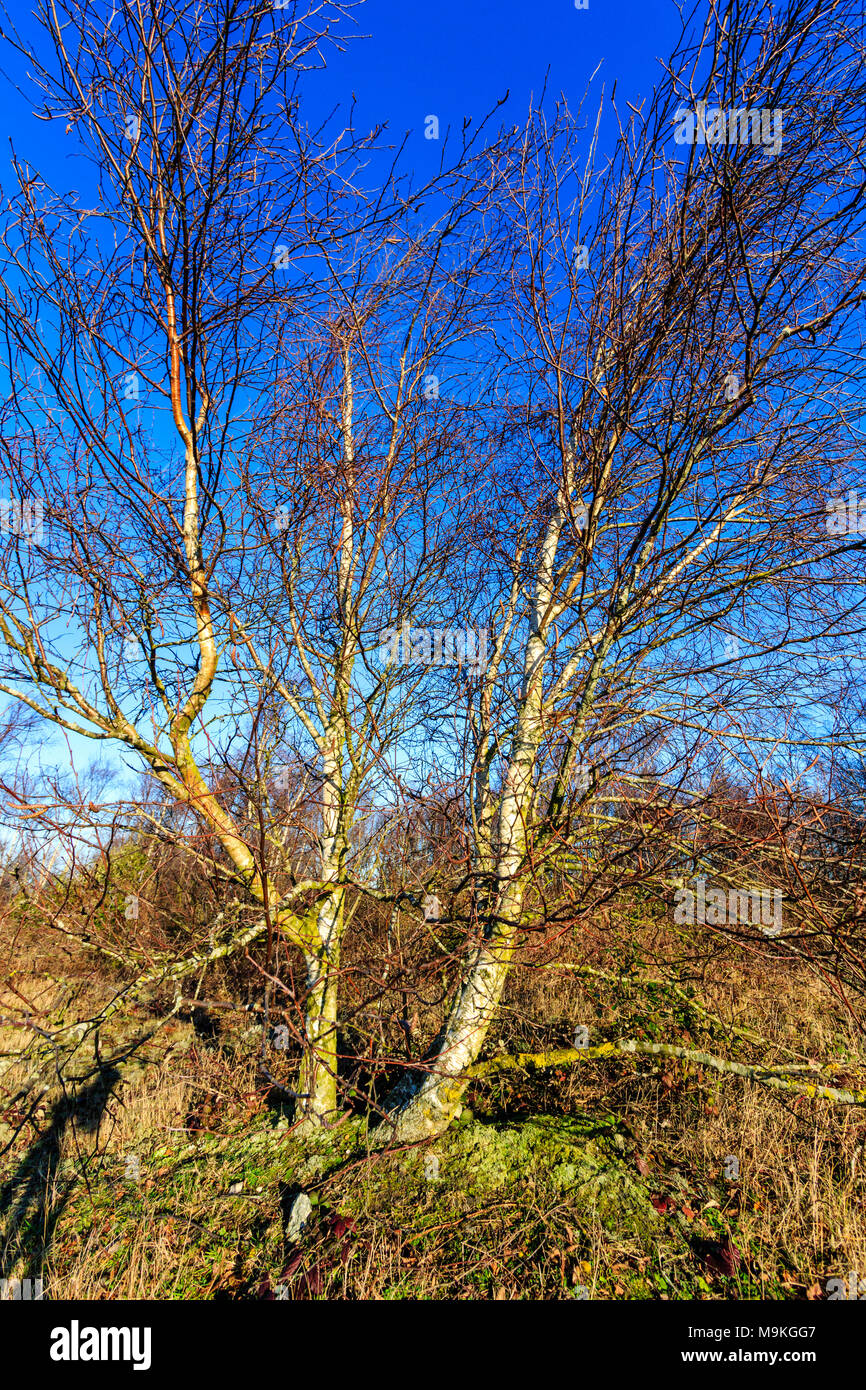 England, Wintertime, young birch trees, without leaves lit by early ...