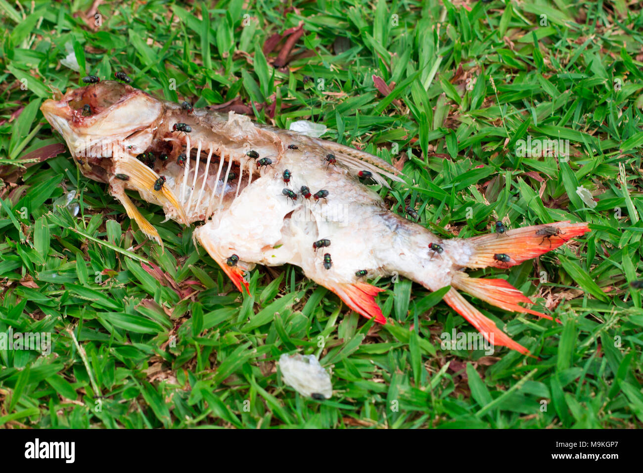 dead red fish on background, technical cost-up Stock Photo - Alamy