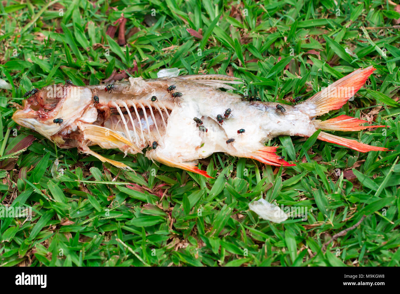 Cod skeleton hi-res stock photography and images - Alamy