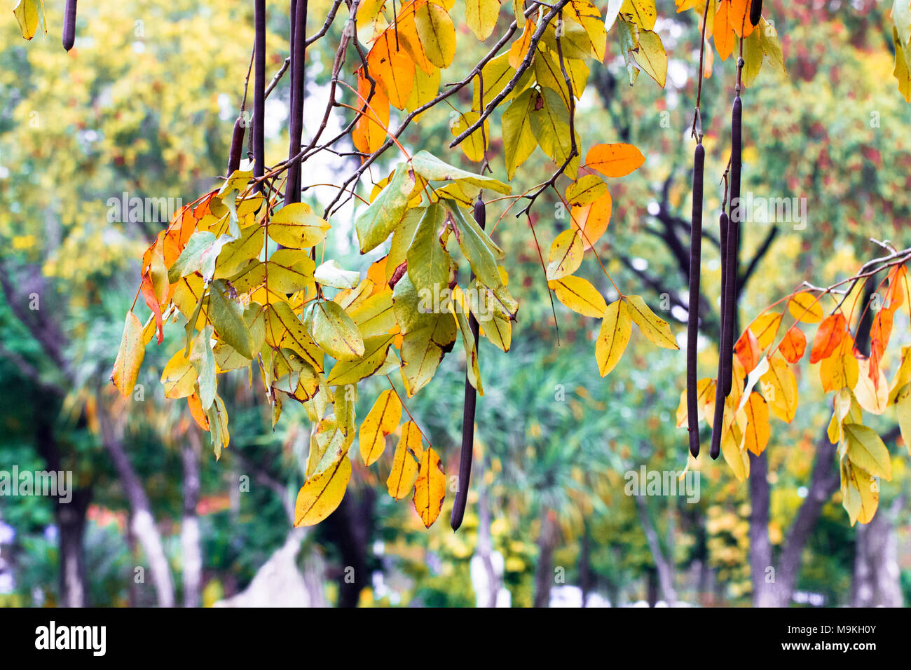 yellow tone leaf isolate on background in spring summer,front view from ...