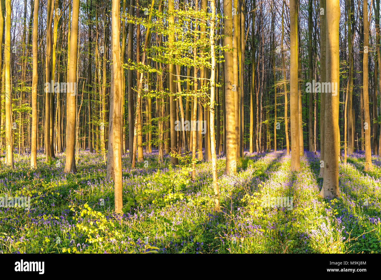 The rising sun illumingating a flowerbed of bluebells in the Hallerbos ...