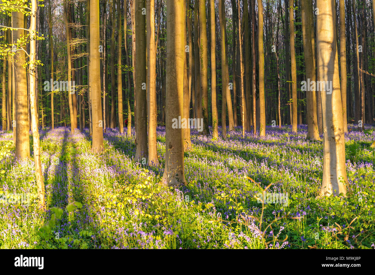 The rising sun illumingating a flowerbed of bluebells in the Hallerbos ...