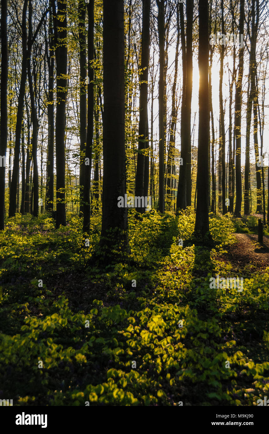 The rising sun illumingating a flowerbed of bluebells in the Hallerbos ...