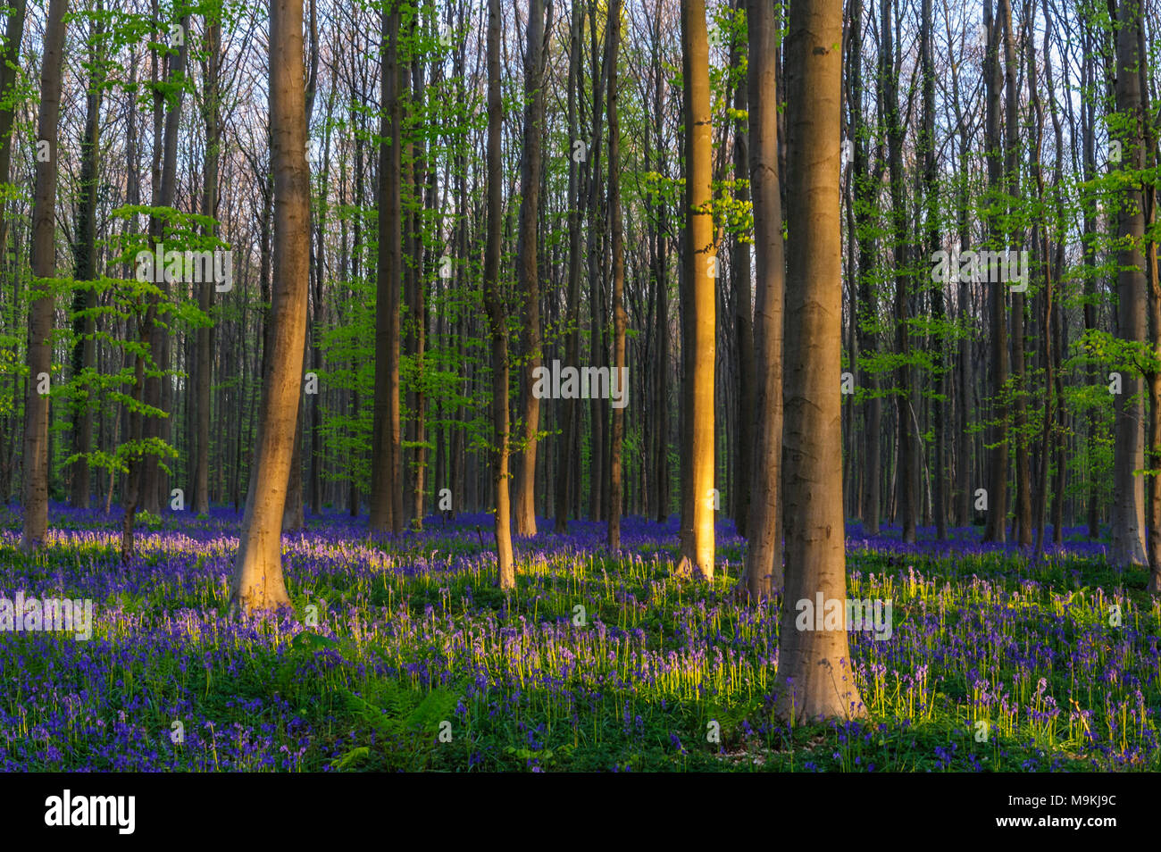The rising sun illumingating a flowerbed of bluebells in the Hallerbos ...