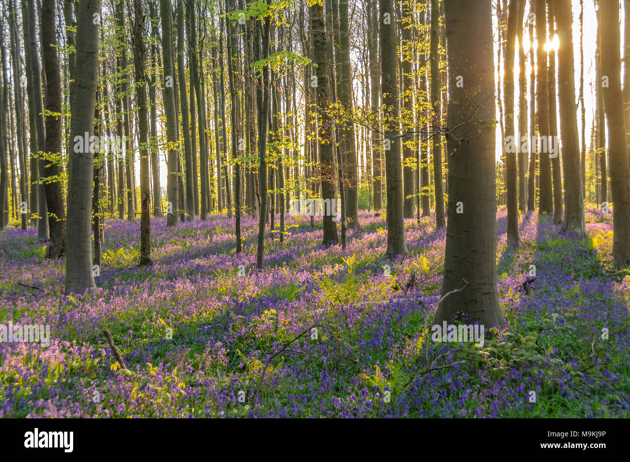 The rising sun illumingating a flowerbed of bluebells in the Hallerbos ...