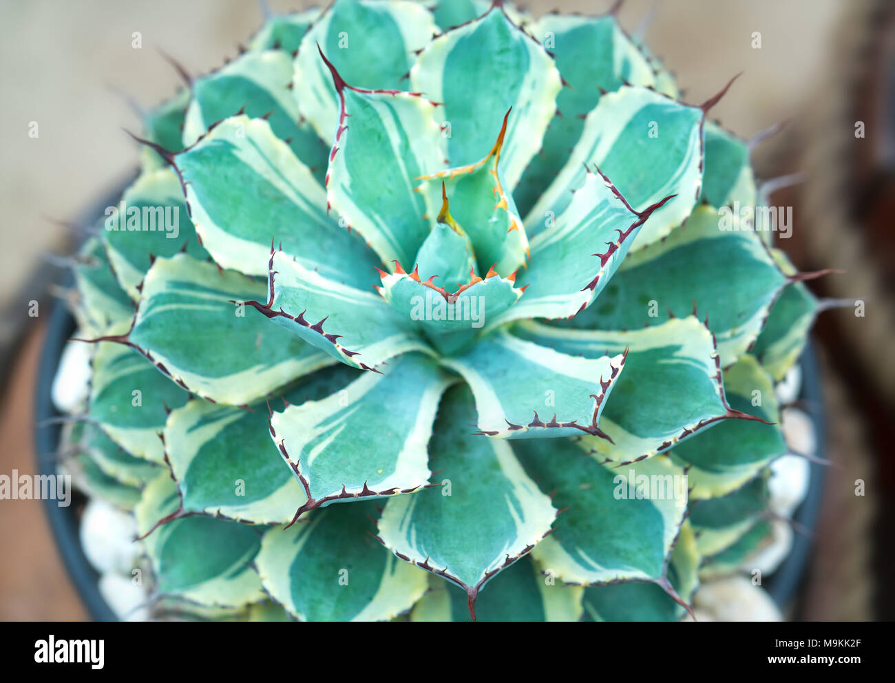 Cactus Species High Resolution Stock Photography and Images - Alamy