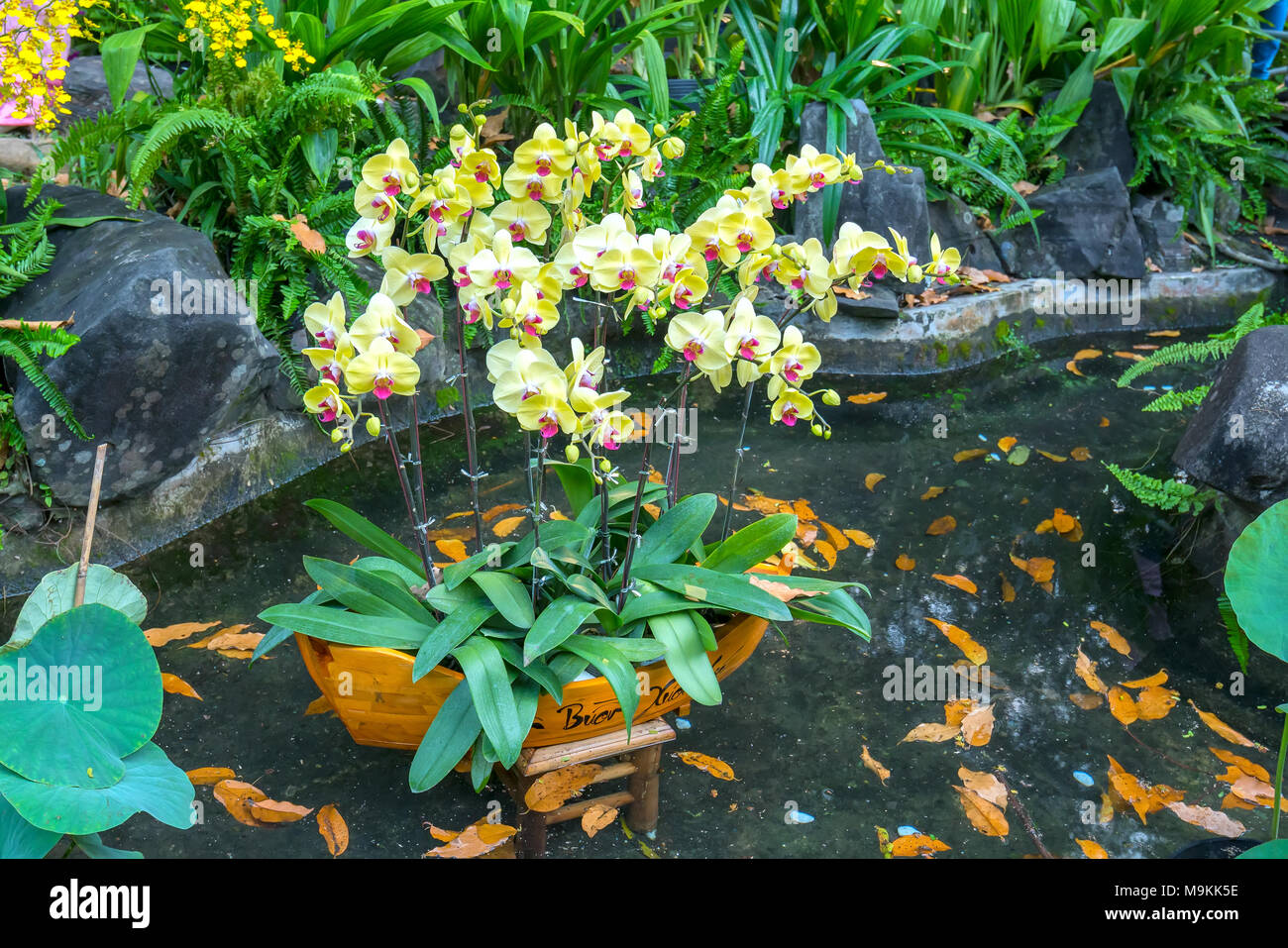 Spring Festival flower garden in lunar year to attract more tourists to ...