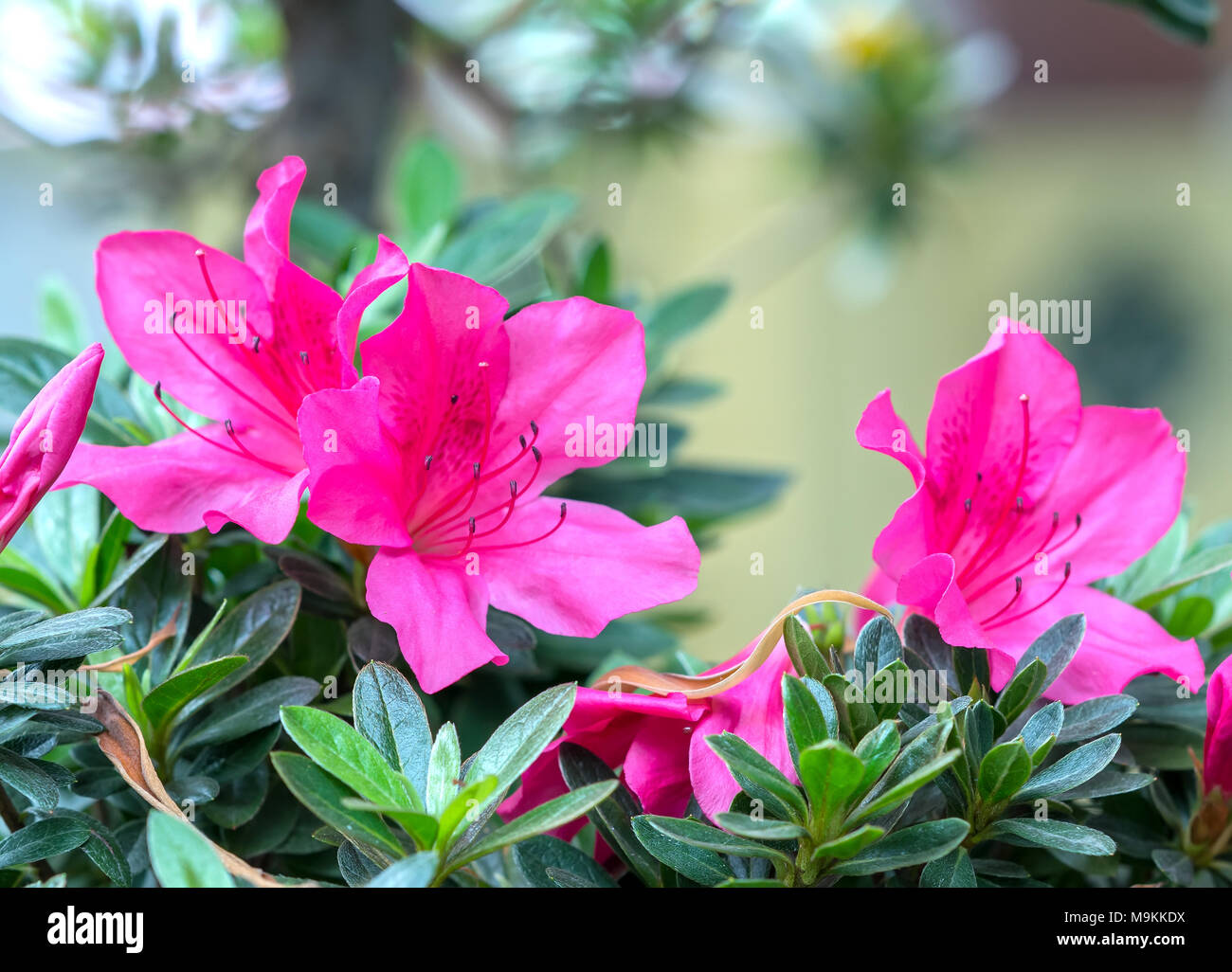 Azalea flowers bloom in the flower garden in the early spring beautiful ...