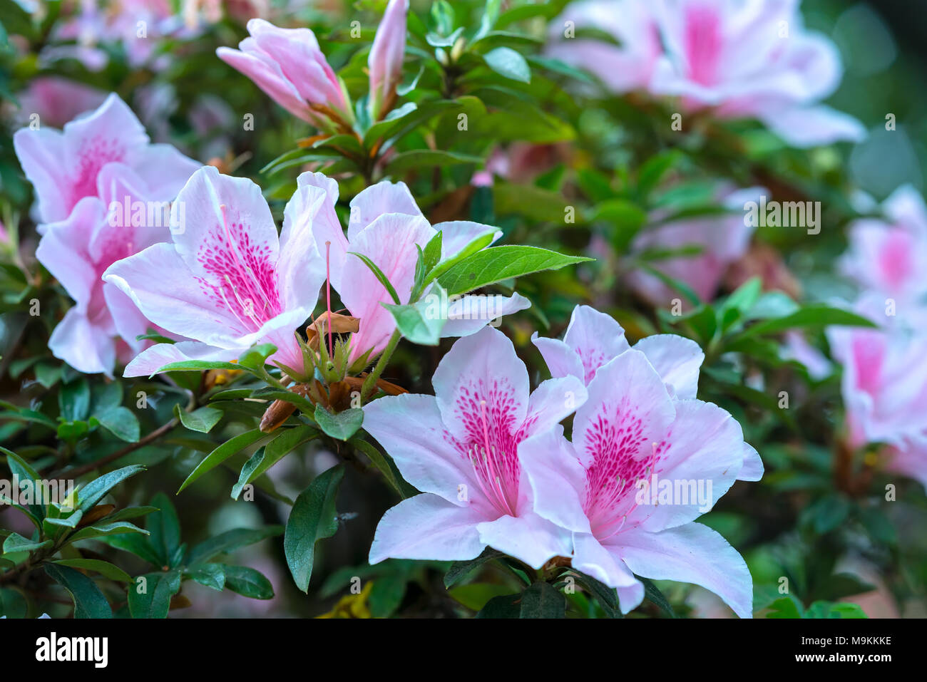Azalea flowers bloom in the flower garden in the early spring beautiful ...
