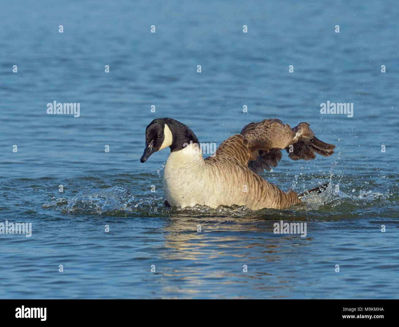 Canada geese swimming in hi-res stock photography and images - Alamy