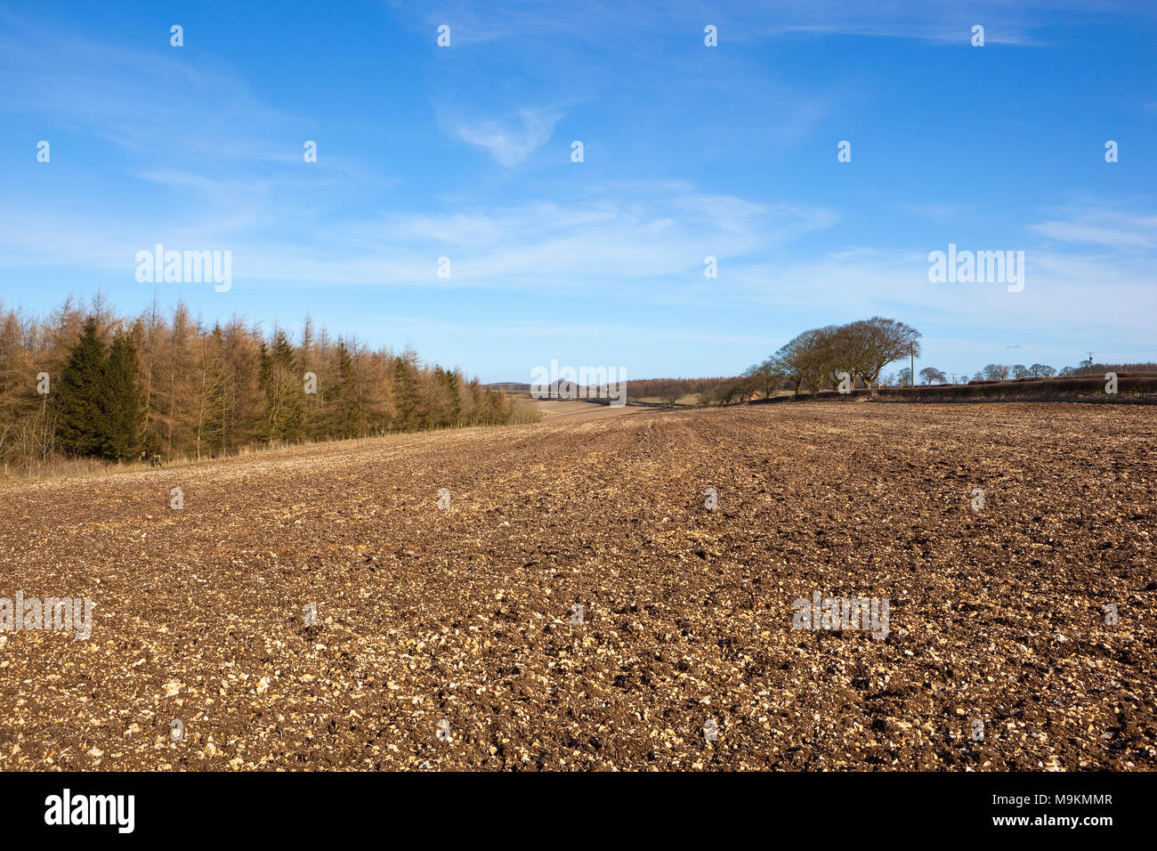 chalky cultivated soil in an undulating field with hedgerows and pine ...