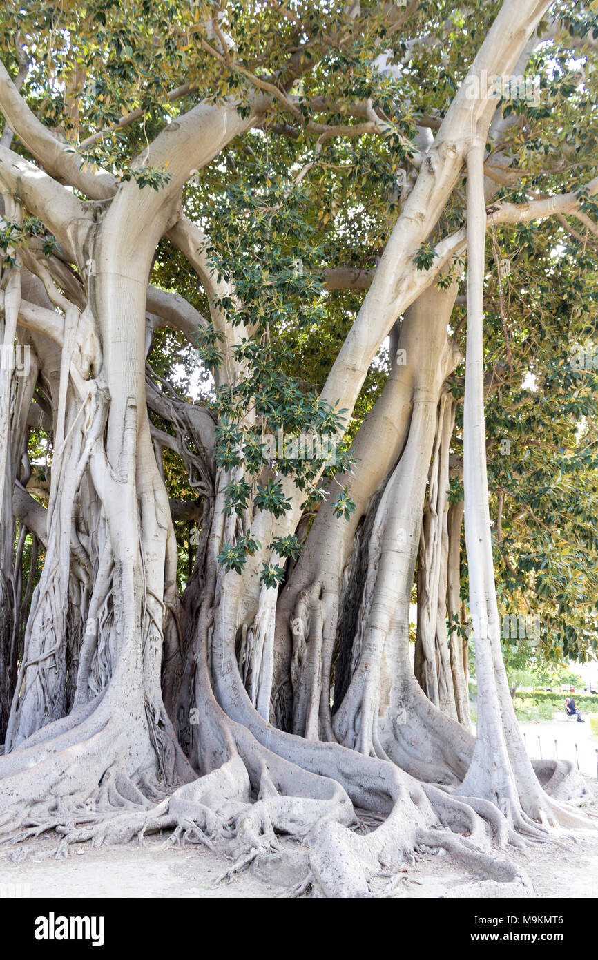 The centenary ficus of the city. Palermo, Sicily. Italy Stock Photo - Alamy